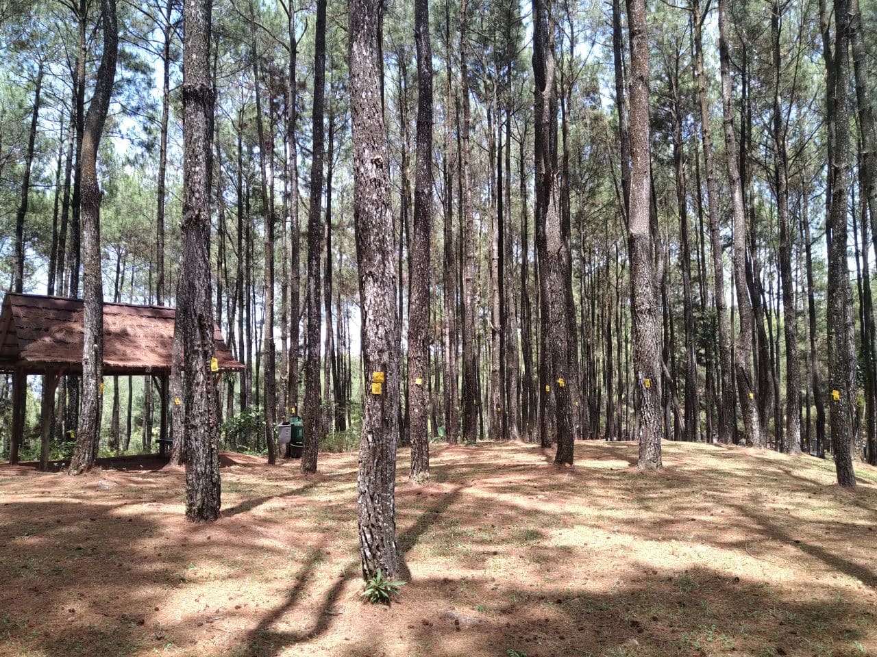 Harga Paket Catering Puncak Pinus Becici Terbaru 2024